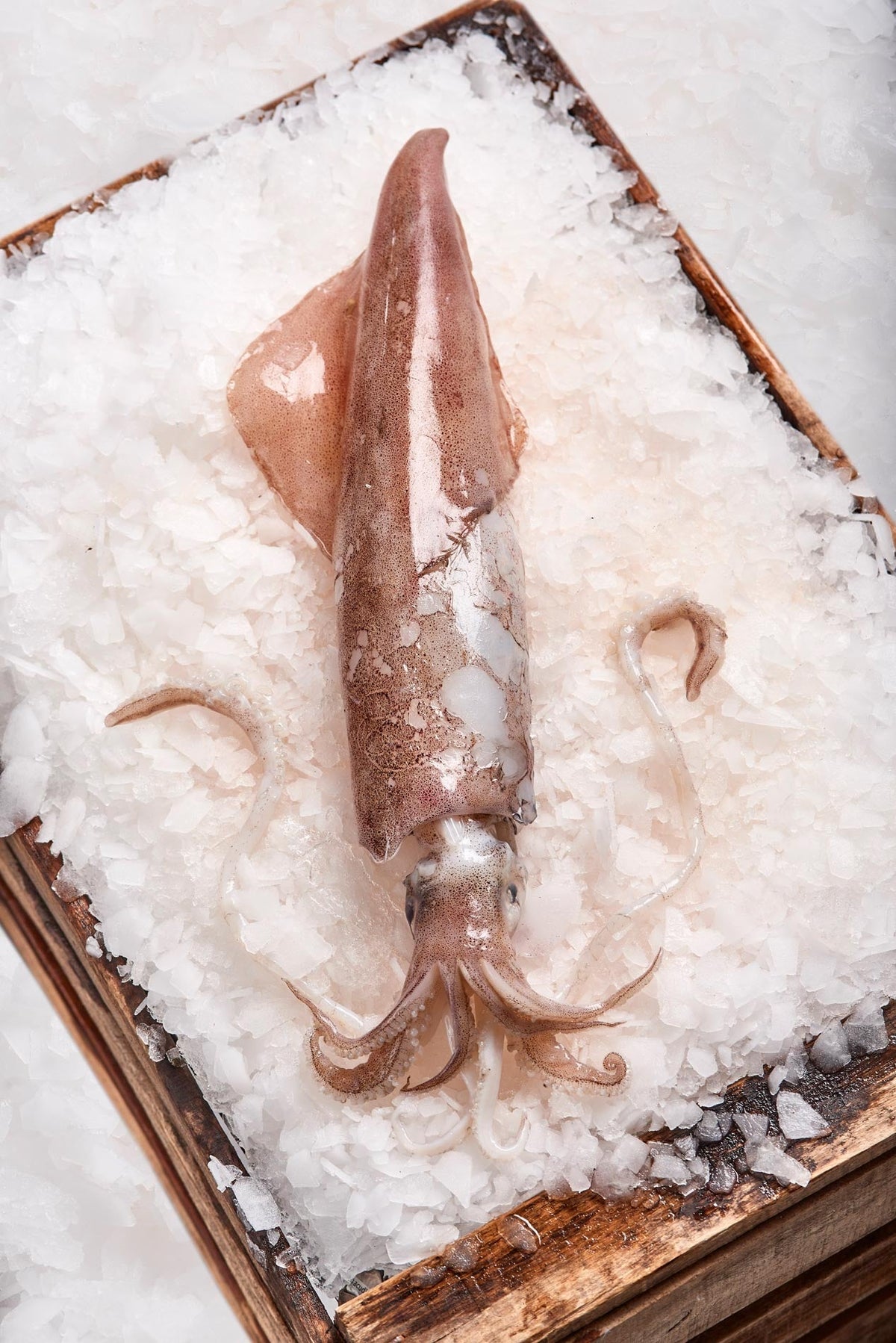 Whole Medium Squid - 4–5 pcs/kg (Chipirones) — ARC IBERICO IMPORTS